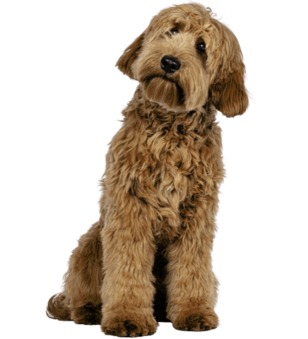 Off Leash K9 Training of Reno - Dog Obedience Training & Behavior ...